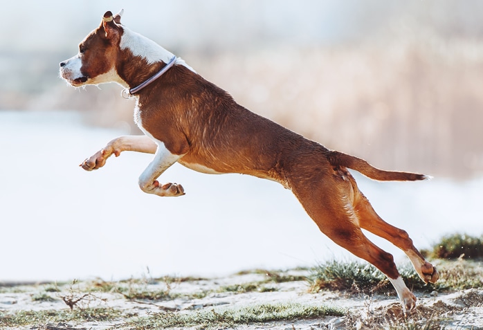 Immune Boosters: Immune Strong to Live Long